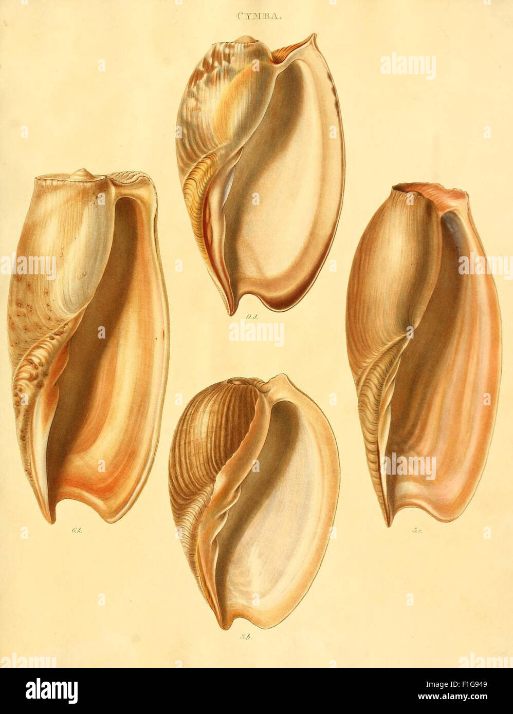 'Species Conchyliorum' provides concise descriptions and illustrations of recent shell species ...