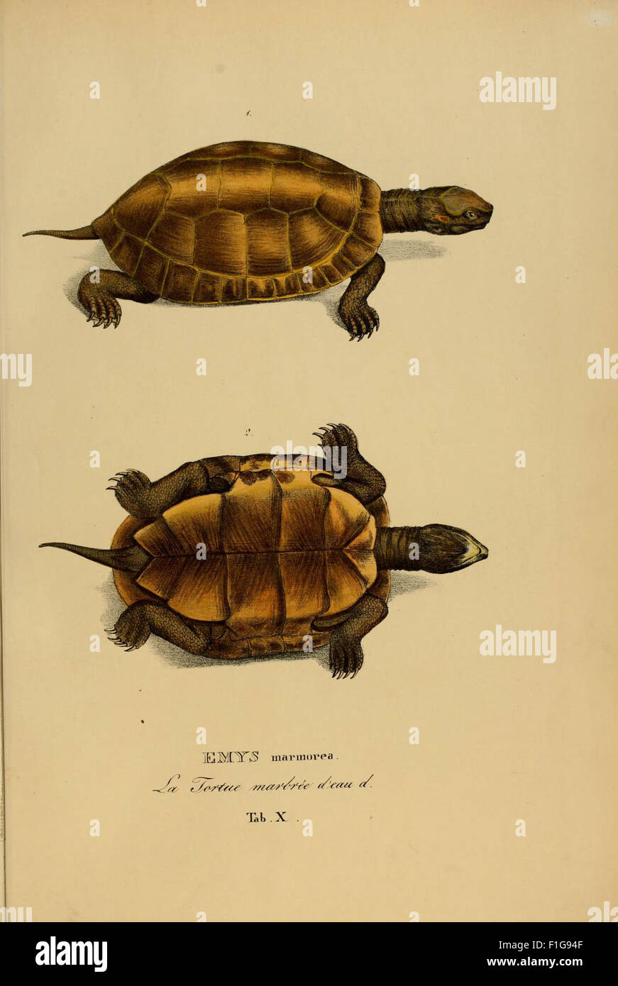 A work describing new species of turtles discovered during an ...