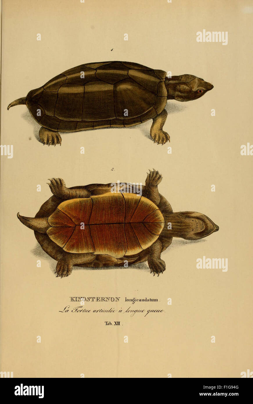 This work details newly discovered species of turtles (Testudinae ...