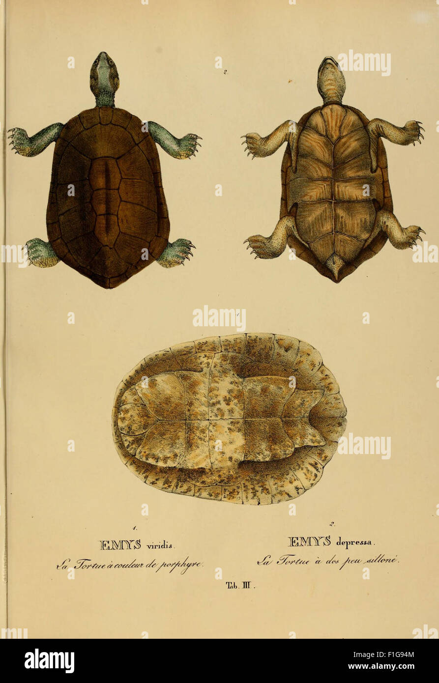 This work documents new species of turtles discovered during an ...