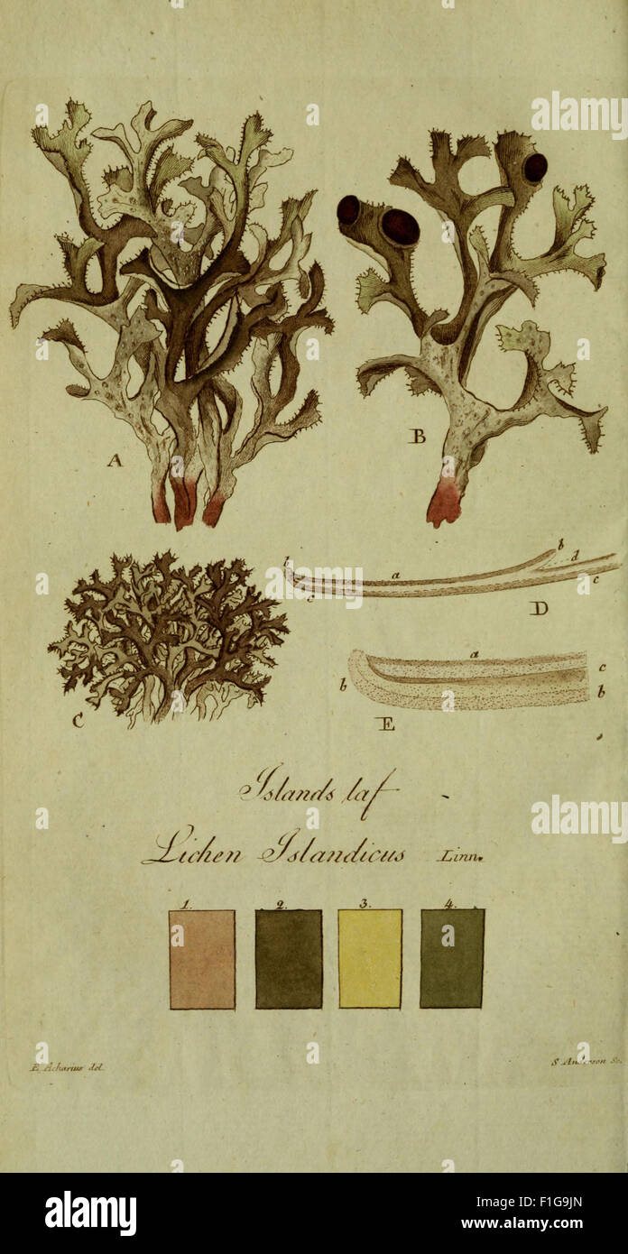 'Svenska lafvarnas f rghistoria' (Swedish Lichen Color History, Plate ...