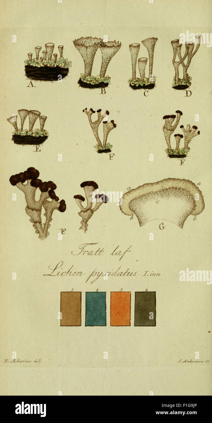 This work discusses the color history of Swedish lichens, focusing on ...