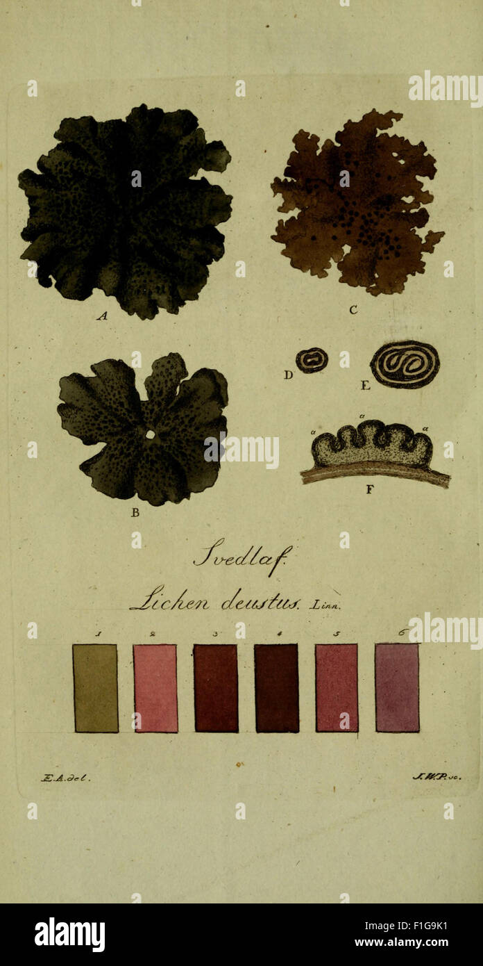 This work focuses on the color history of Swedish lichens, detailing ...
