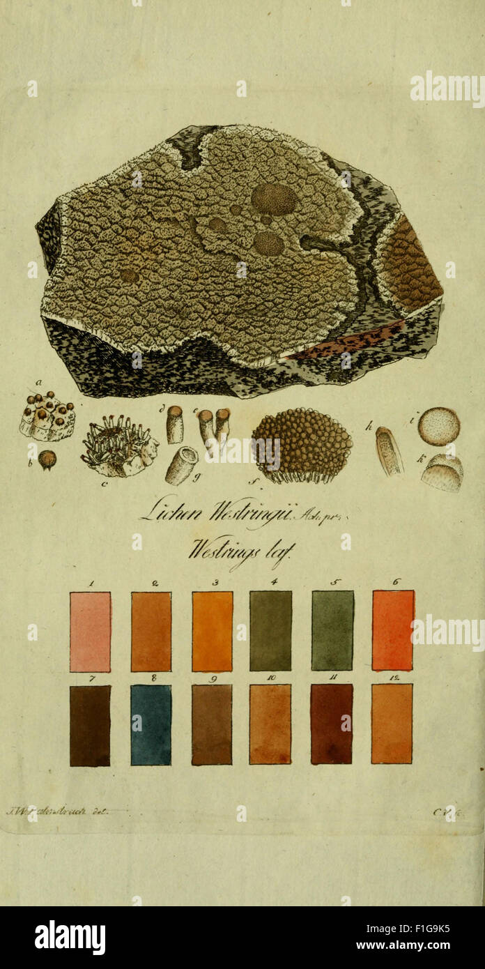 This plate from 'Svenska läfvarnas färghistoria' (Swedish Lichen Color ...