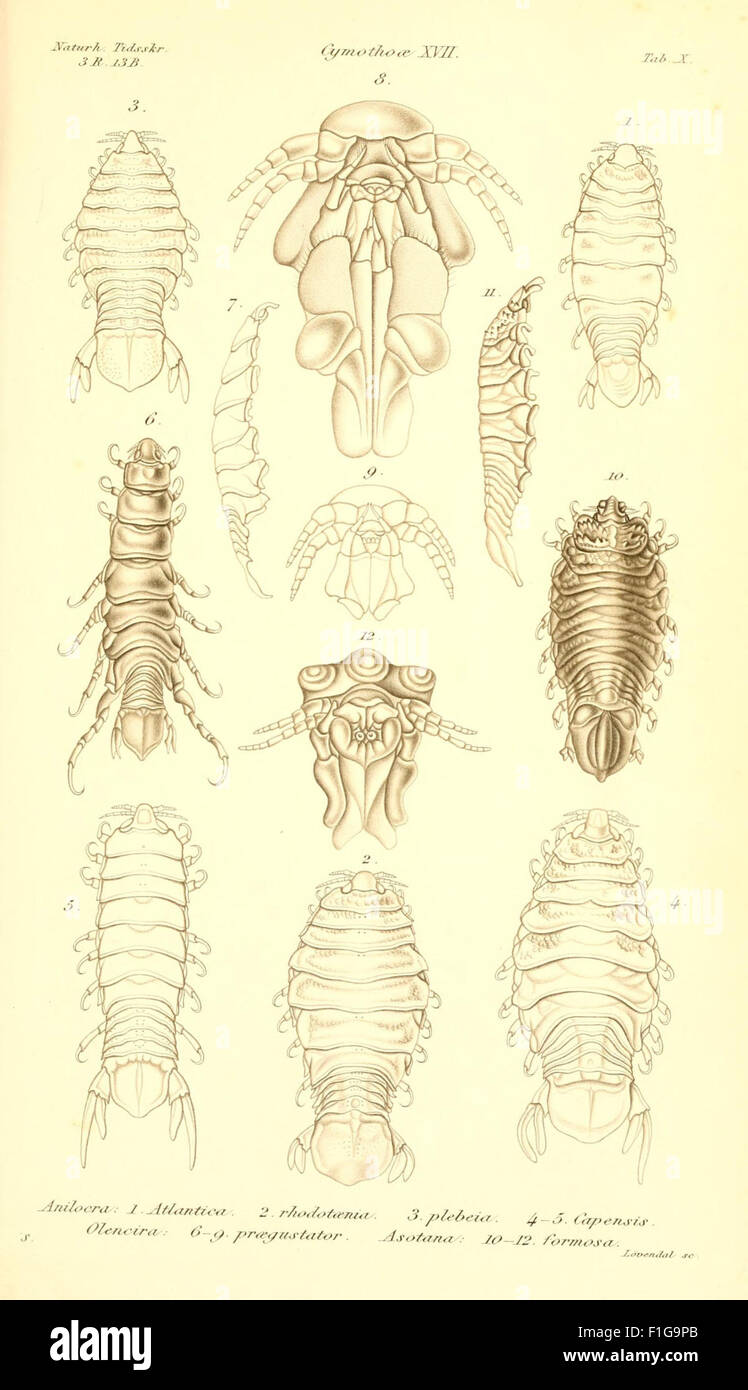 This monograph covers the Cymothoidae family of Isopod crustaceans ...
