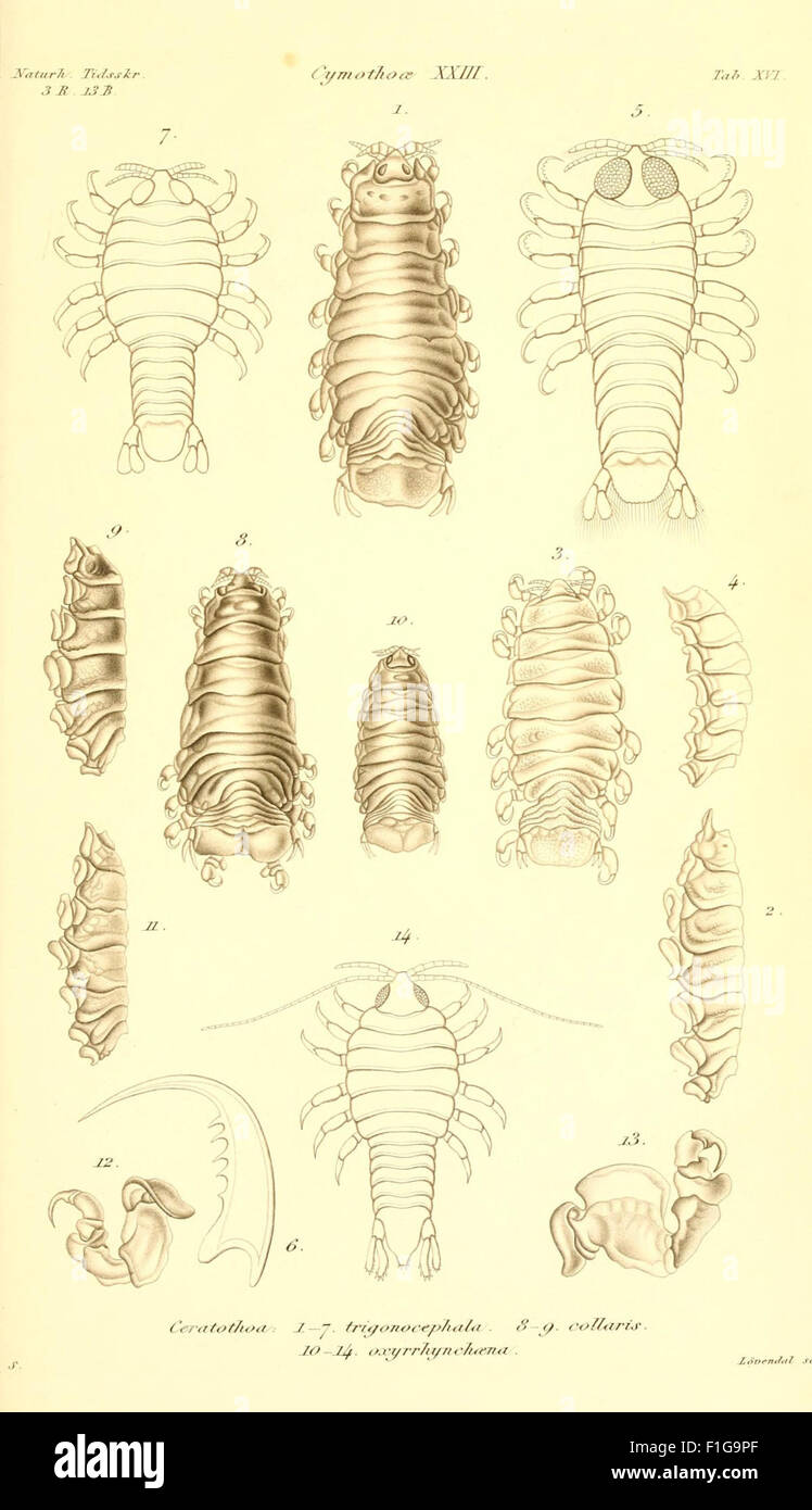 This work, 'Symbola ad monographiam Cymotharum Crustaceorum Isopodum ...