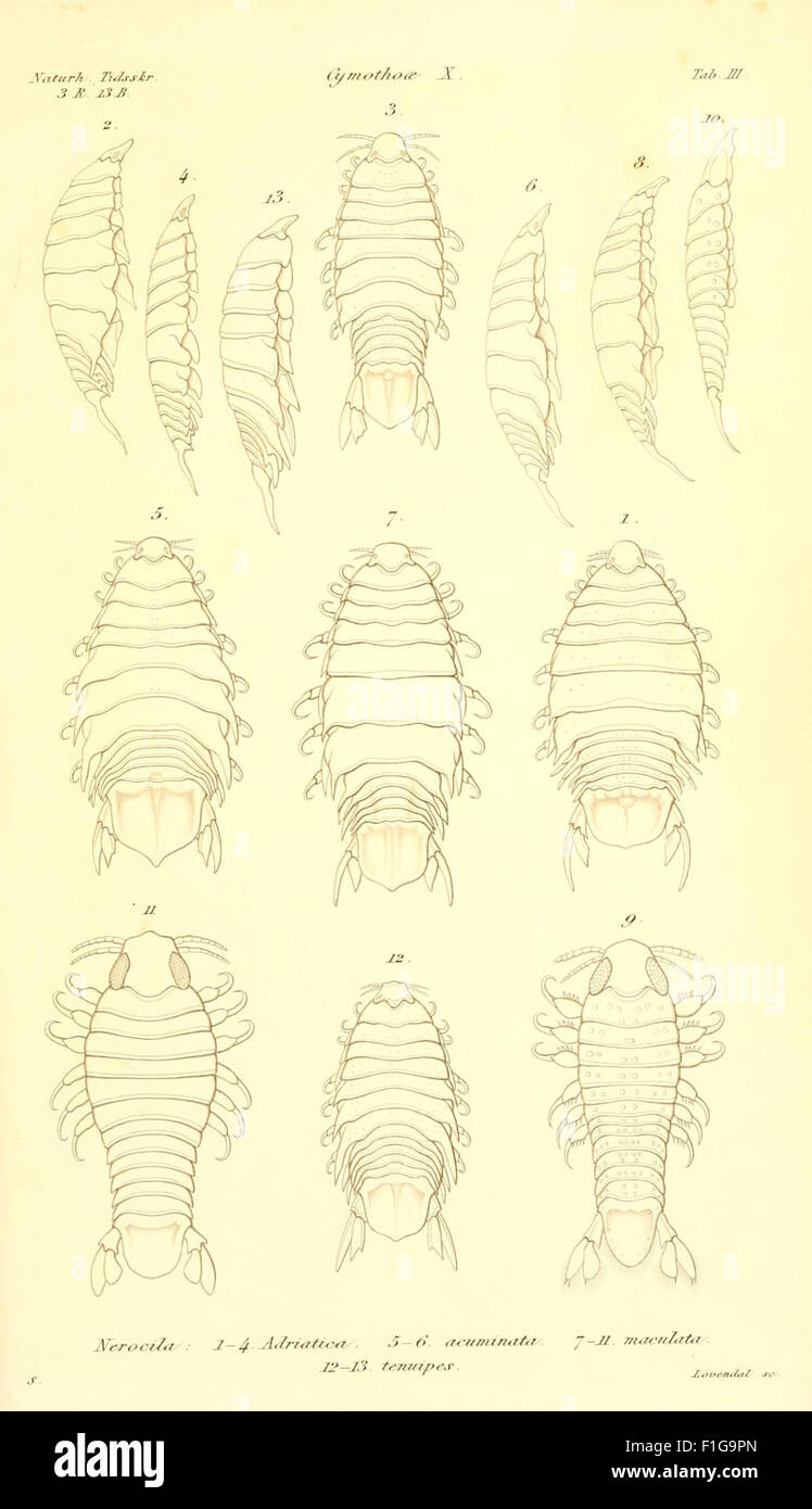 This vintage monograph explores the isopod family Cymotharidae ...