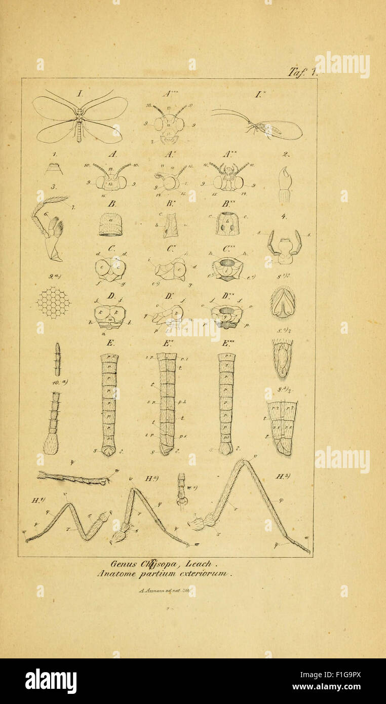 'Symbolae ad monographiam generis chrysopae, Leach' is a detailed ...