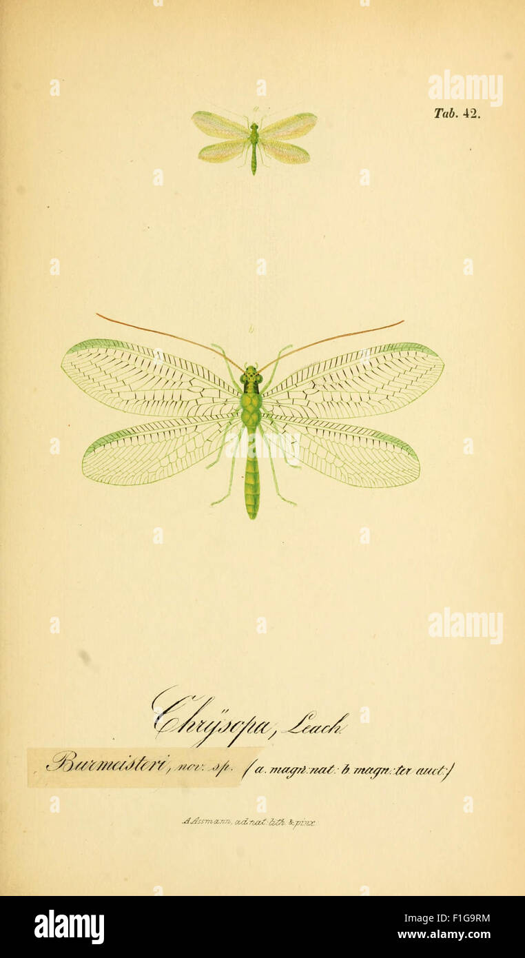 "Symbolae ad Monographiam Generis Chrysopae" is a scientific work ...