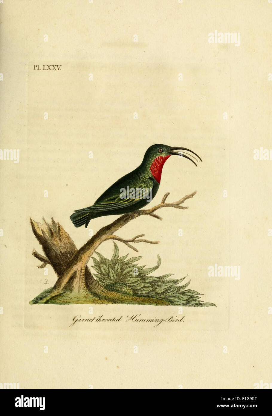 This comprehensive work covers the history and classification of birds ...