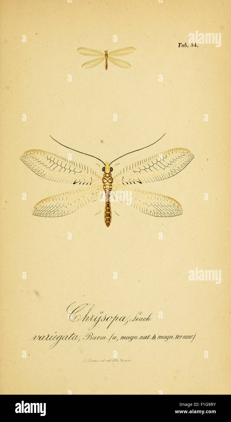 This 19th-century work focuses on the Chrysopa genus, a group of ...
