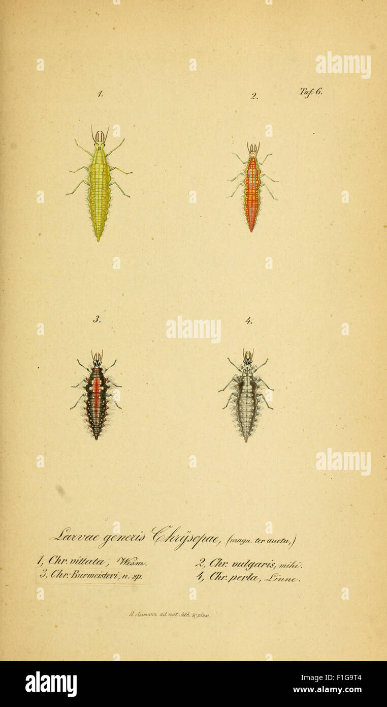 'Symbolae ad Monographiam Generis Chrysopae' is a scientific monograph ...