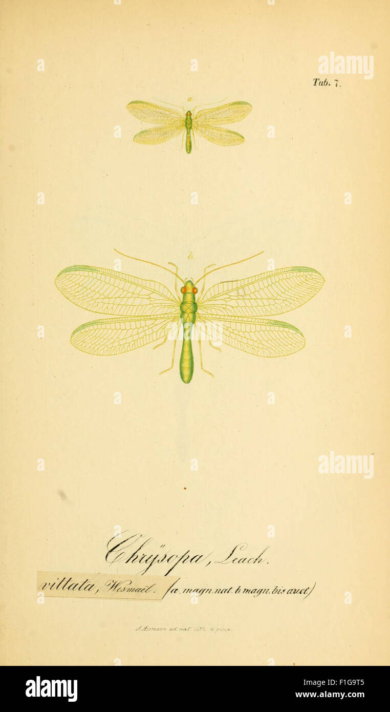 'Symbolae ad monographiam generis chrysopae, Leach' is a scientific ...