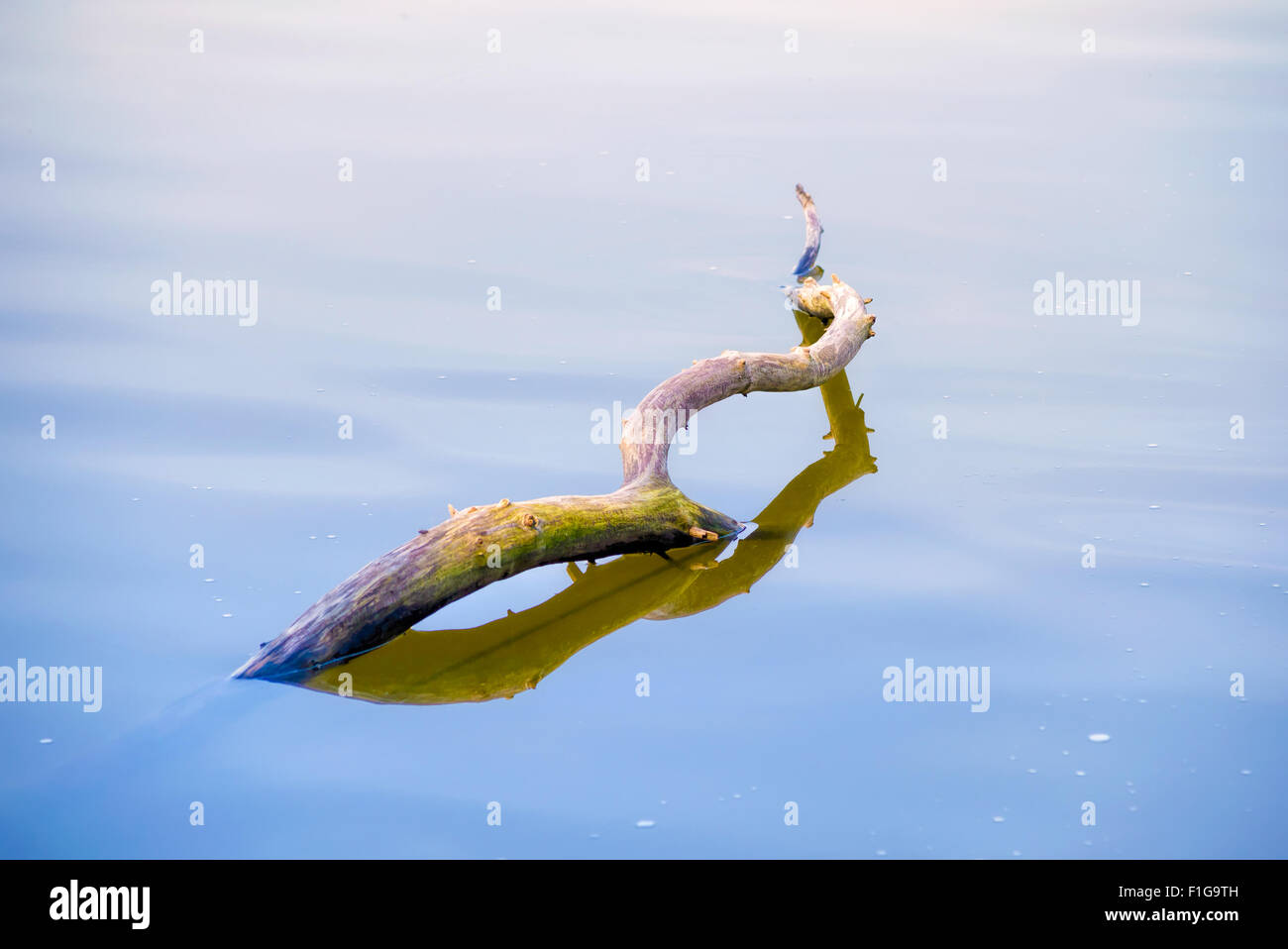 Tree branch floating in water hi-res stock photography and images - Alamy