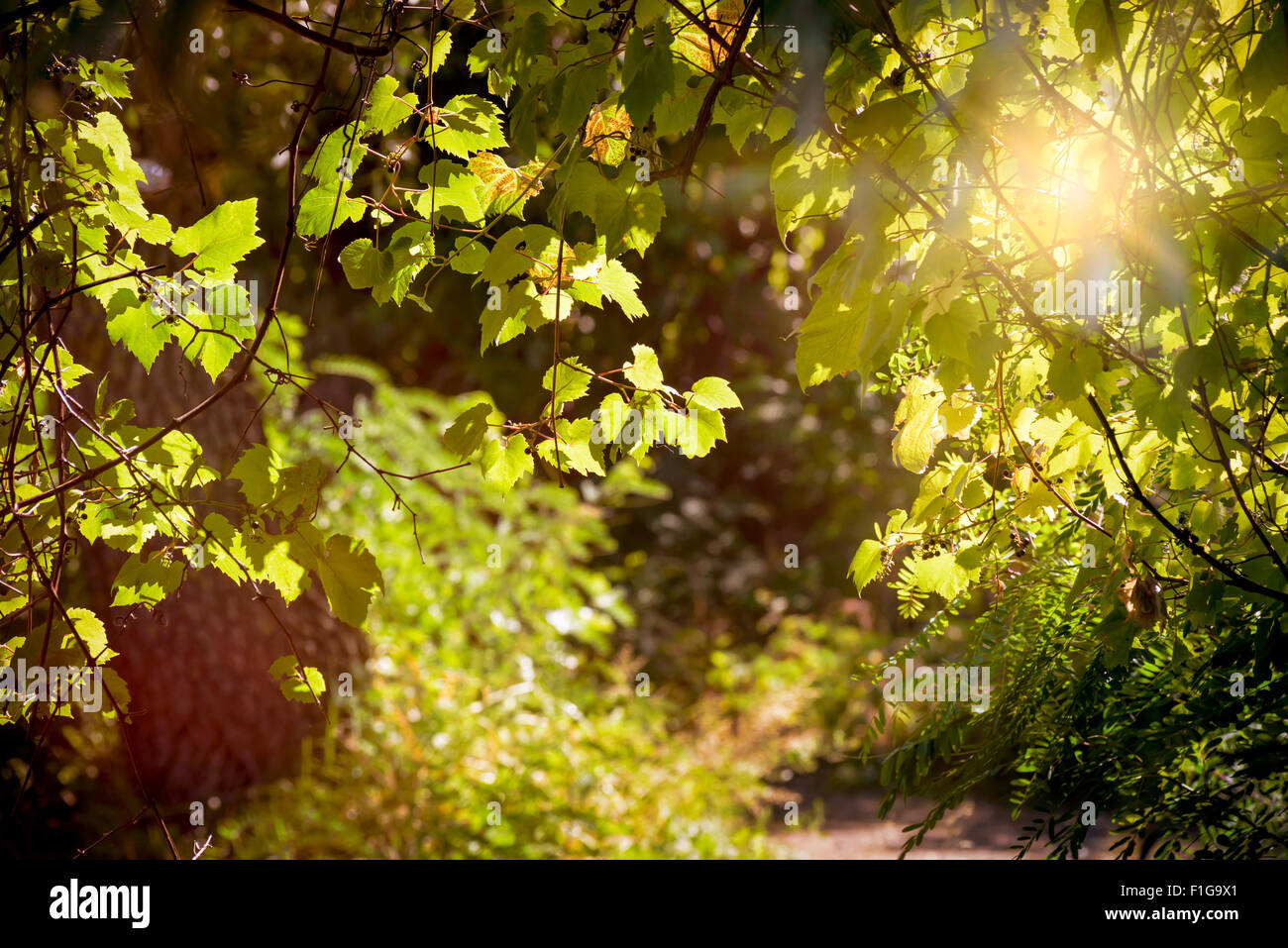 Hybrid of Vitis riparia and Vitis berlandieri grapes in the forest ...