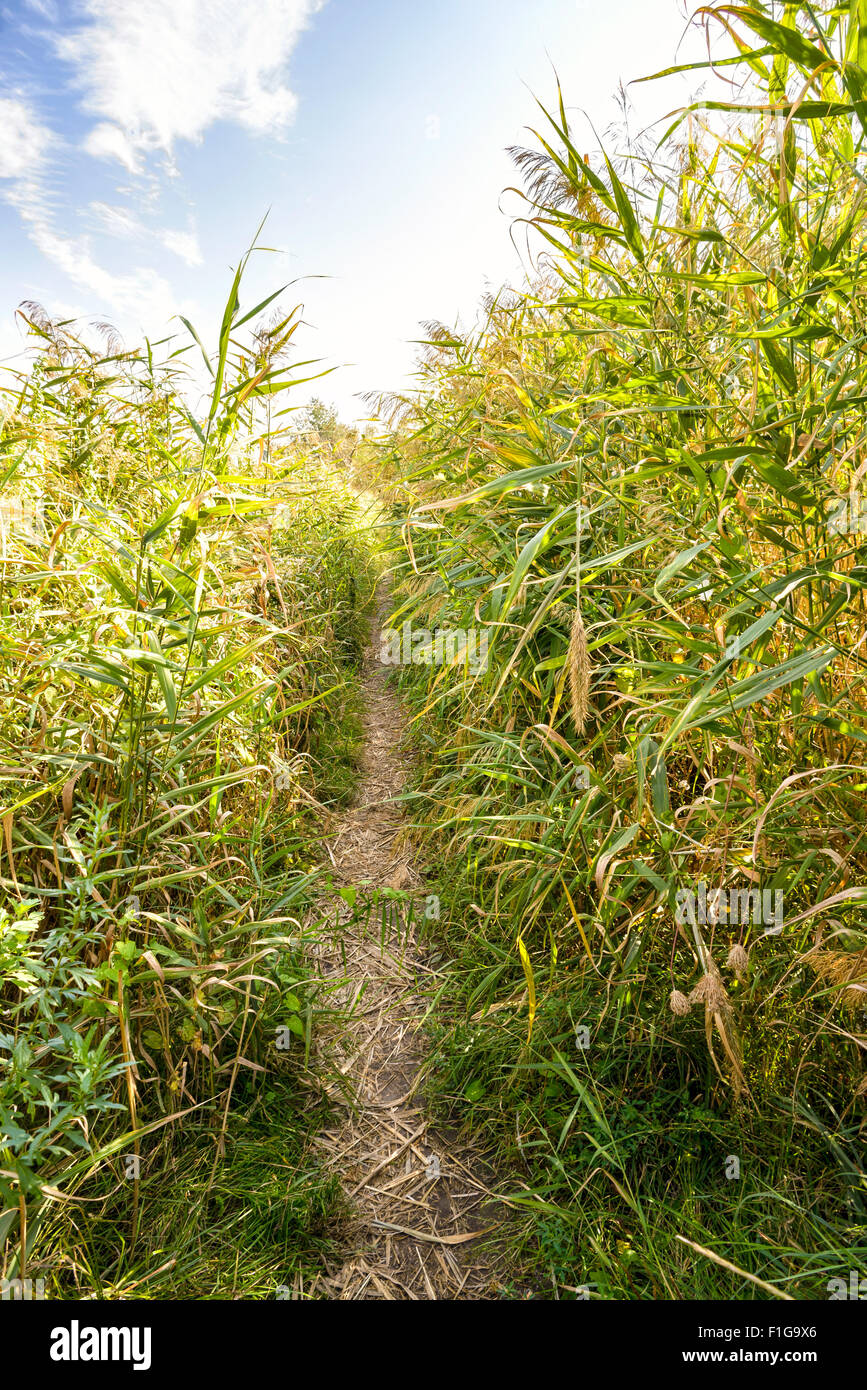 Reed trail hi-res stock photography and images - Alamy