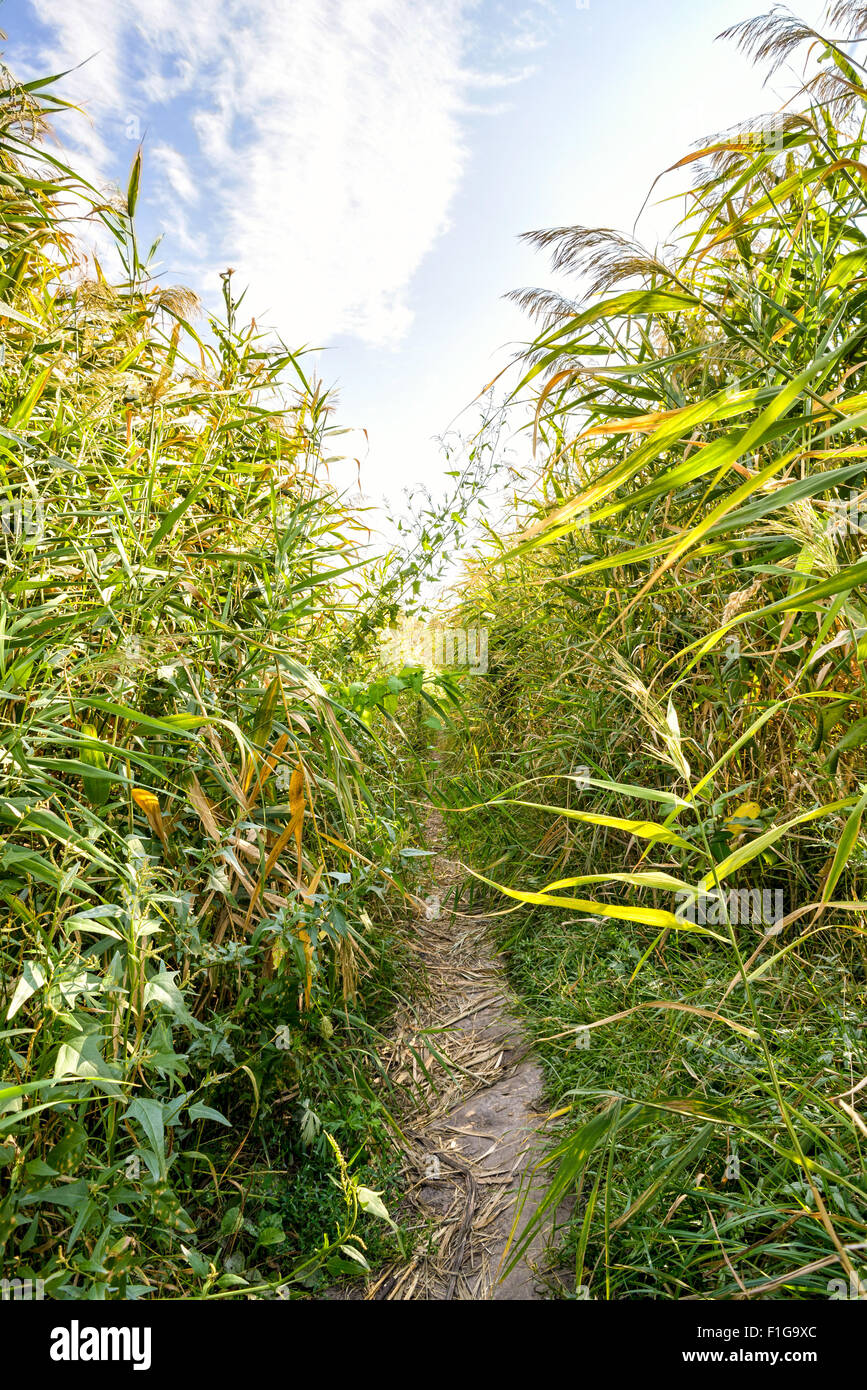 Path through the Typha Latifolia reeds close to the lake under a cloudy ...