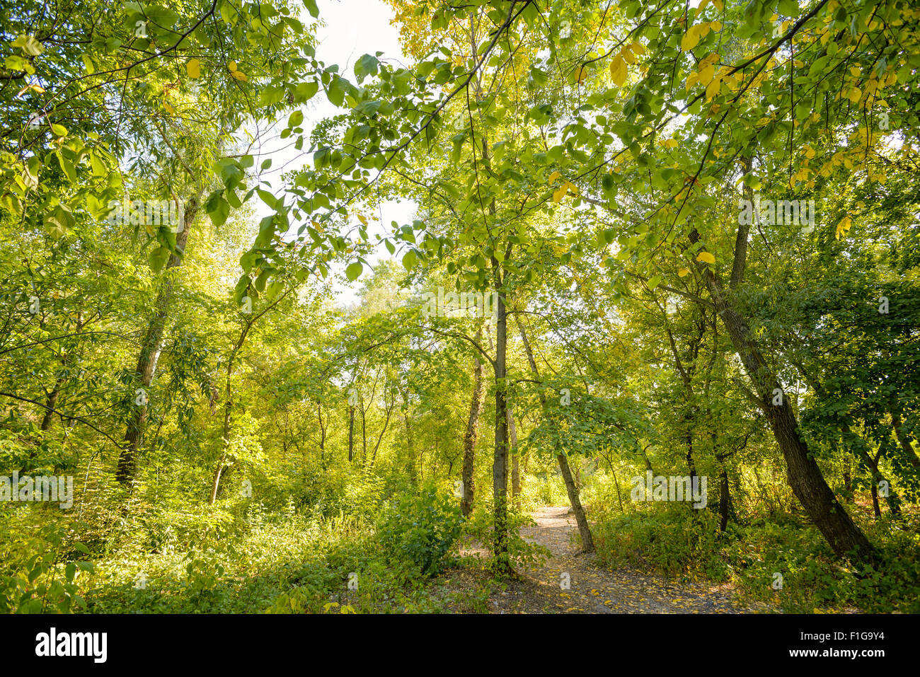 Autumn forest path between maple and poplar trees in a sunny day Stock ...