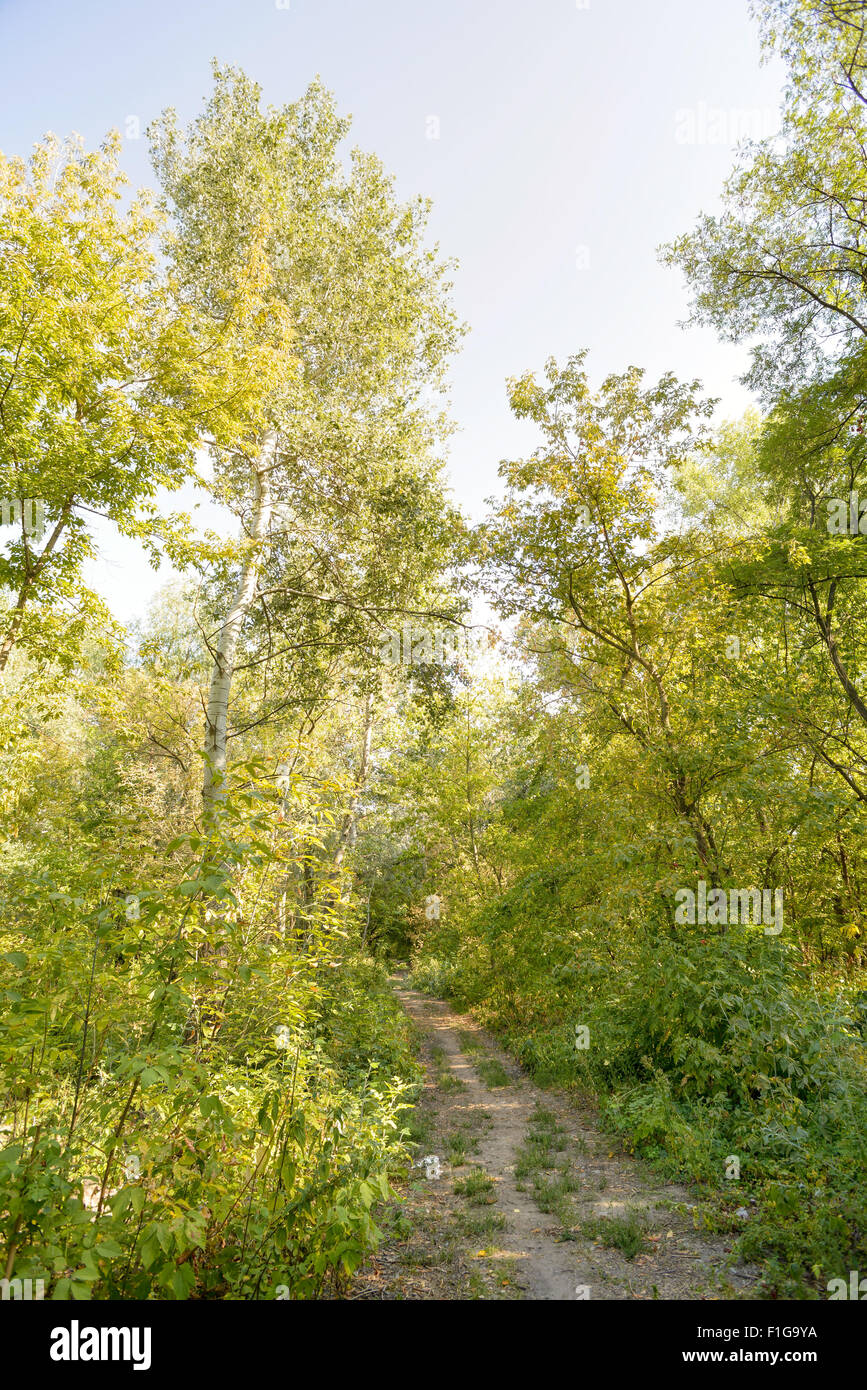 Autumn forest path between maple and poplar trees in a sunny day Stock ...