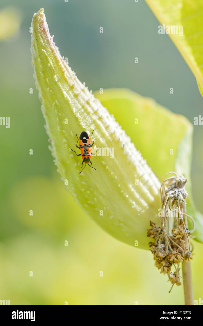 Black and red Firebug or Pyrrhocoris apterus on a Fruit of Asclepias ...