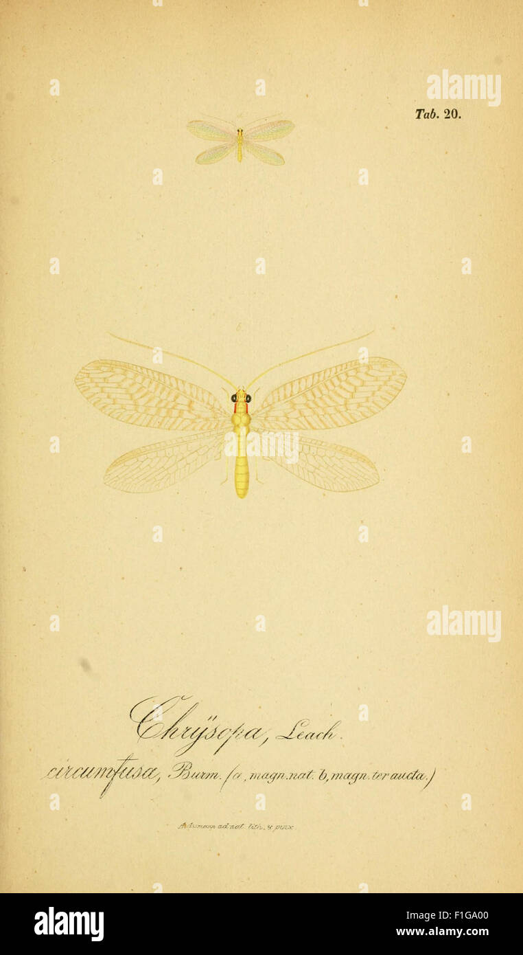This work focuses on the genus Chrysopa, detailing its species and ...