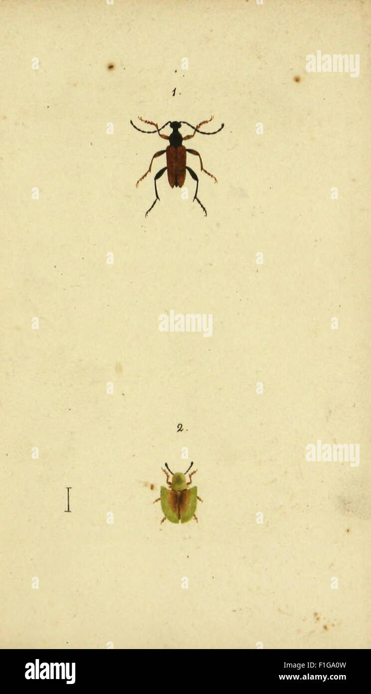 *Symbola Faunae Insectorum Helvetiae* provides a catalog of Swiss ...