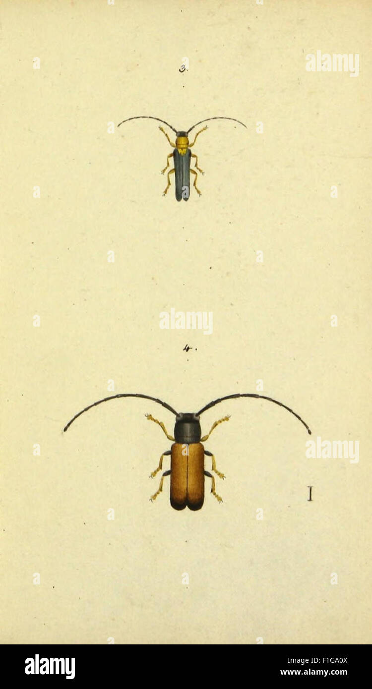 This 18th-century work by G. F. Stäl offers detailed depictions of ...