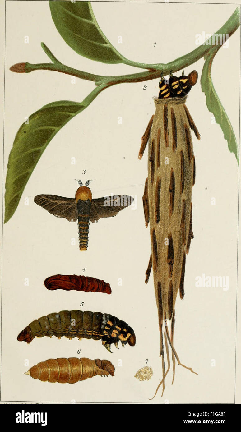 This handbook from 1891 discusses destructive insect species in ...