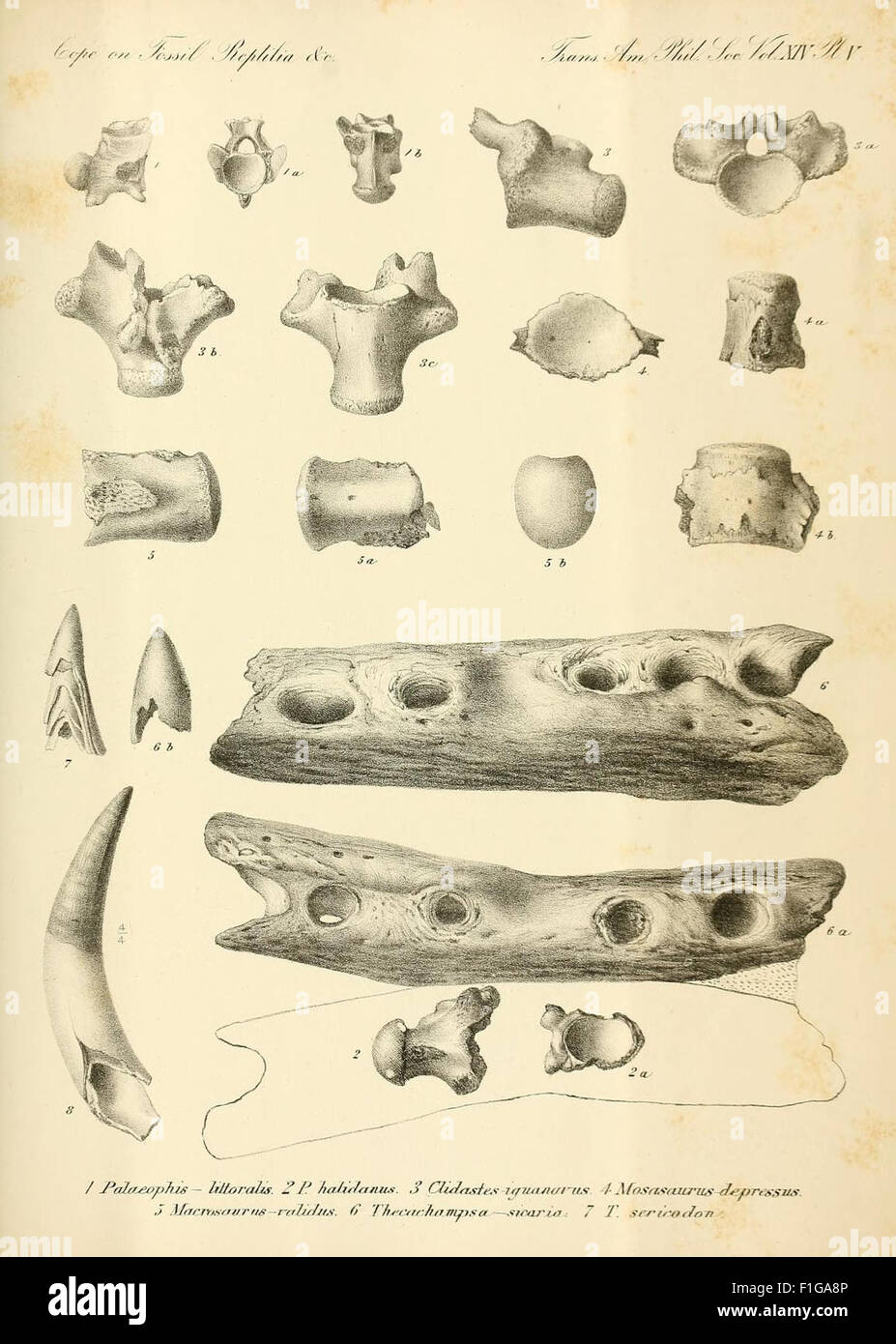 A comprehensive study of extinct amphibians, reptiles, and birds of ...
