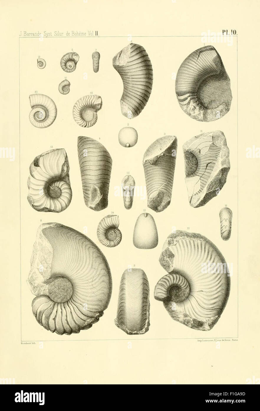 This work focuses on the Silurian geological system in Central Bohemia ...