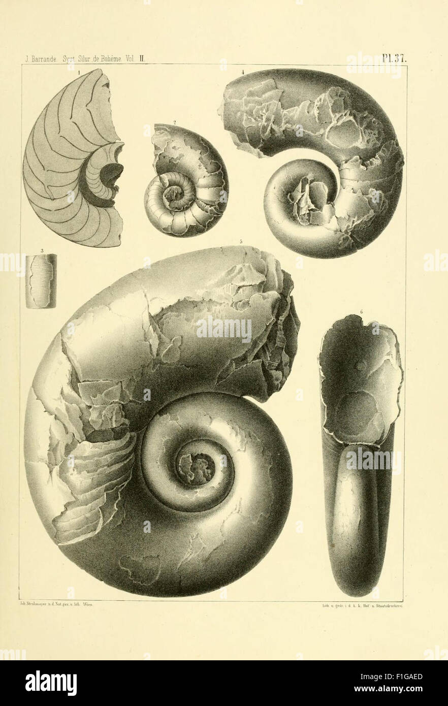 This plate from the Silurian system of central Bohemia depicts ...