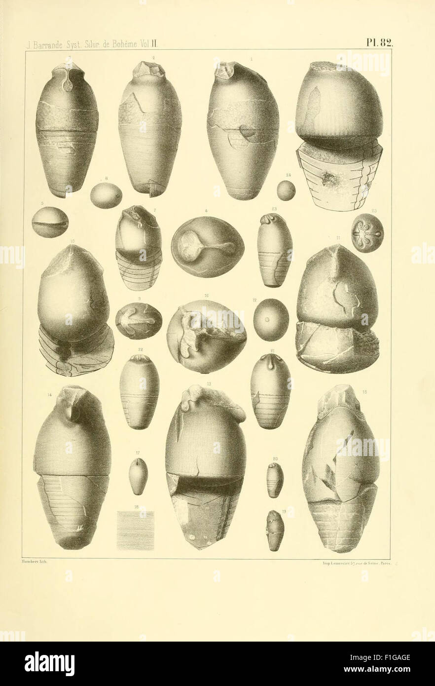 This work explores the Silurian system in the center of Bohemia ...
