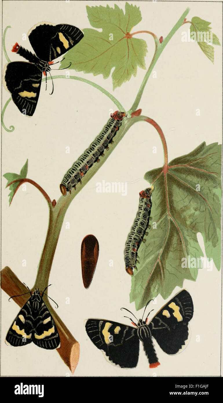 This 1891 handbook outlines the destructive insects affecting ...