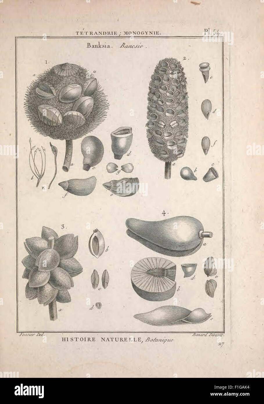 'Tableau encyclopédique et méthodique' presents a systematic and ...