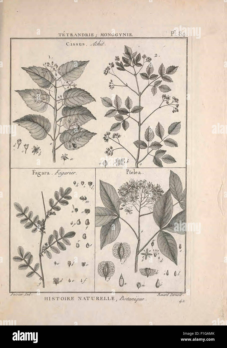 This 'Tableau encyclopédique et méthodique' presents a systematic ...