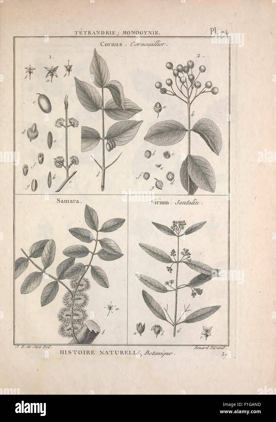 A 19th-century work detailing the three kingdoms of nature—animal ...