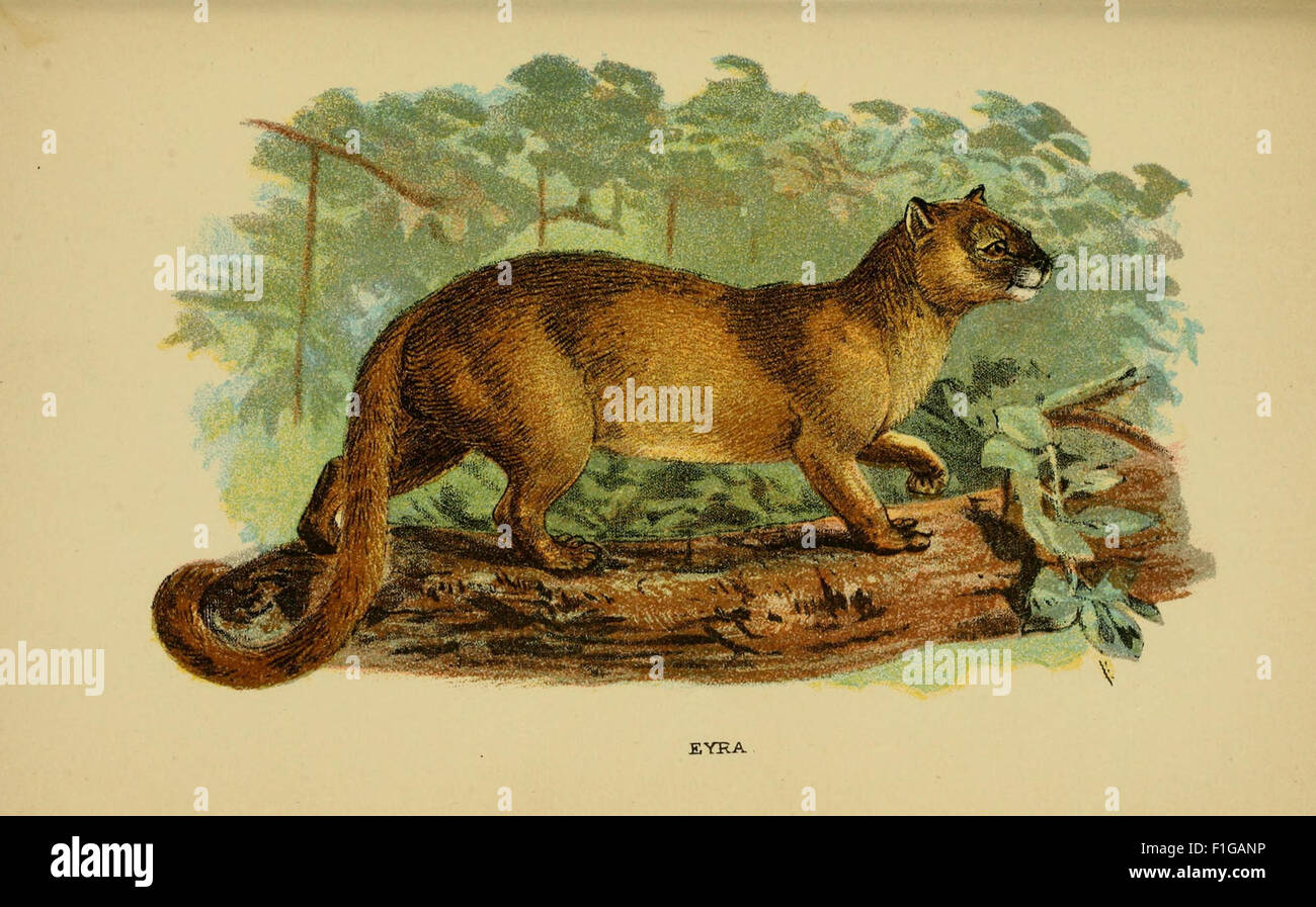 An illustration from 'A Handbook to the Carnivora,' providing detailed ...