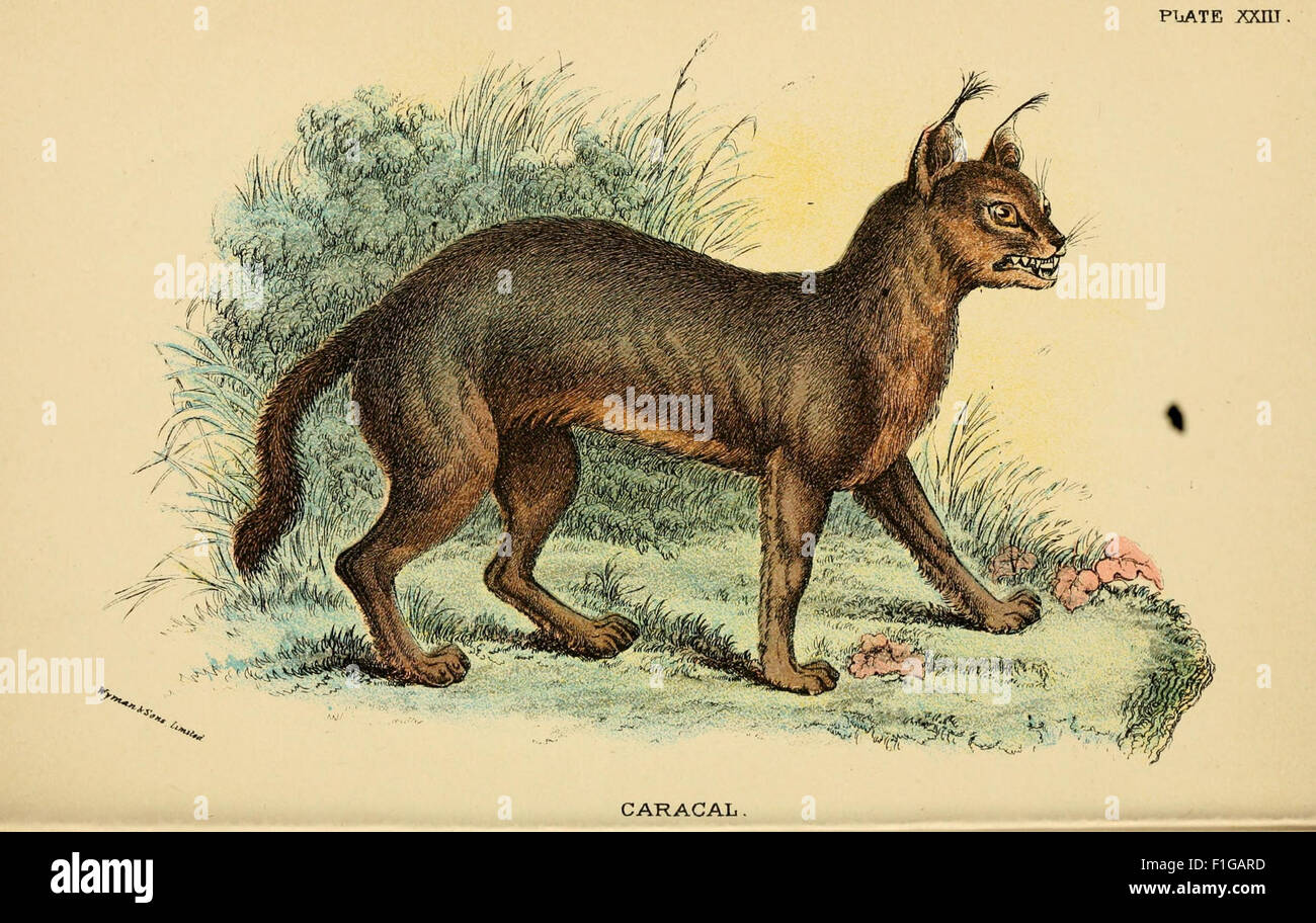 *A Handbook to the Carnivora* is a comprehensive guide to carnivorous ...