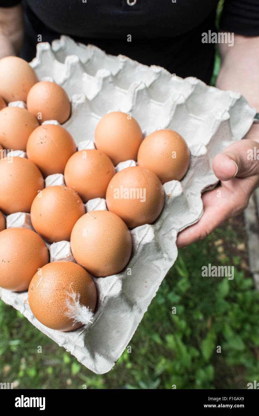 Eggs in paper packaging. Feather on one of the eggs Stock Photo - Alamy