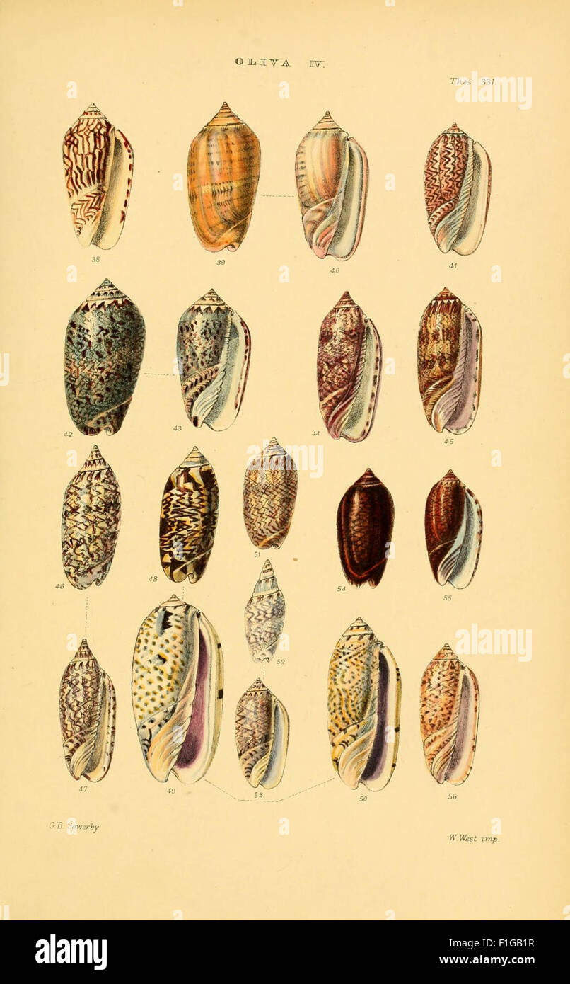 Detailed illustration of various types of shells hi-res stock ...