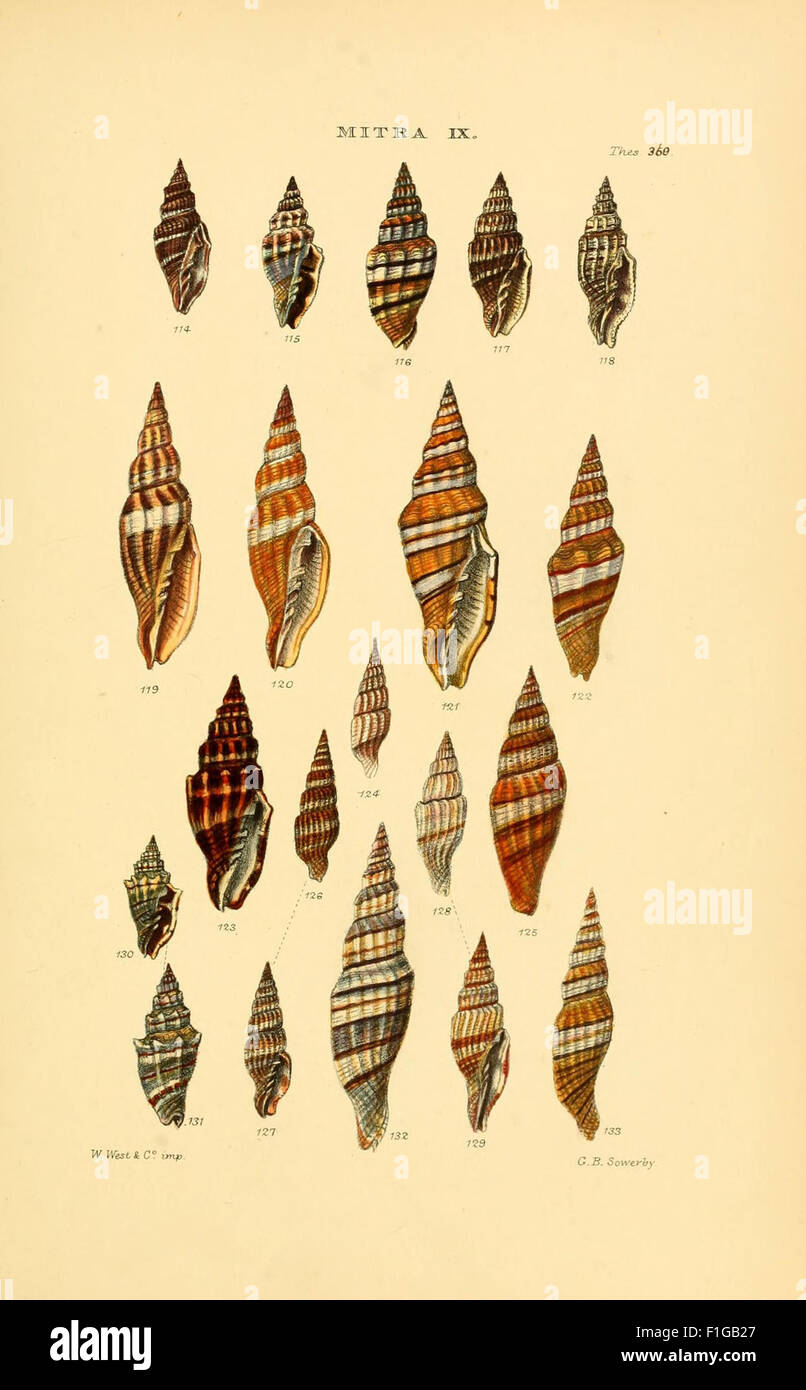 'Thesaurus Conchyliorum' is a comprehensive work that provides ...