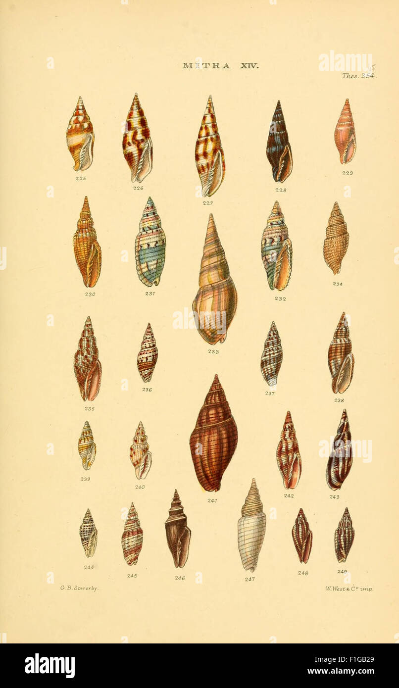 'Thesaurus Conchyliorum' is an important monograph detailing various ...