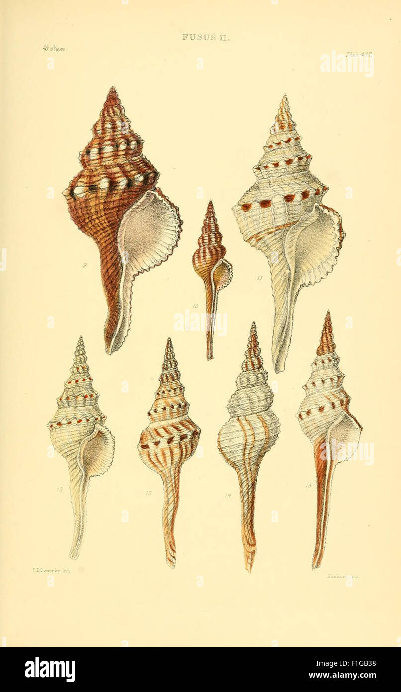 'Thesaurus Conchyliorum' is a historic work detailing the ...