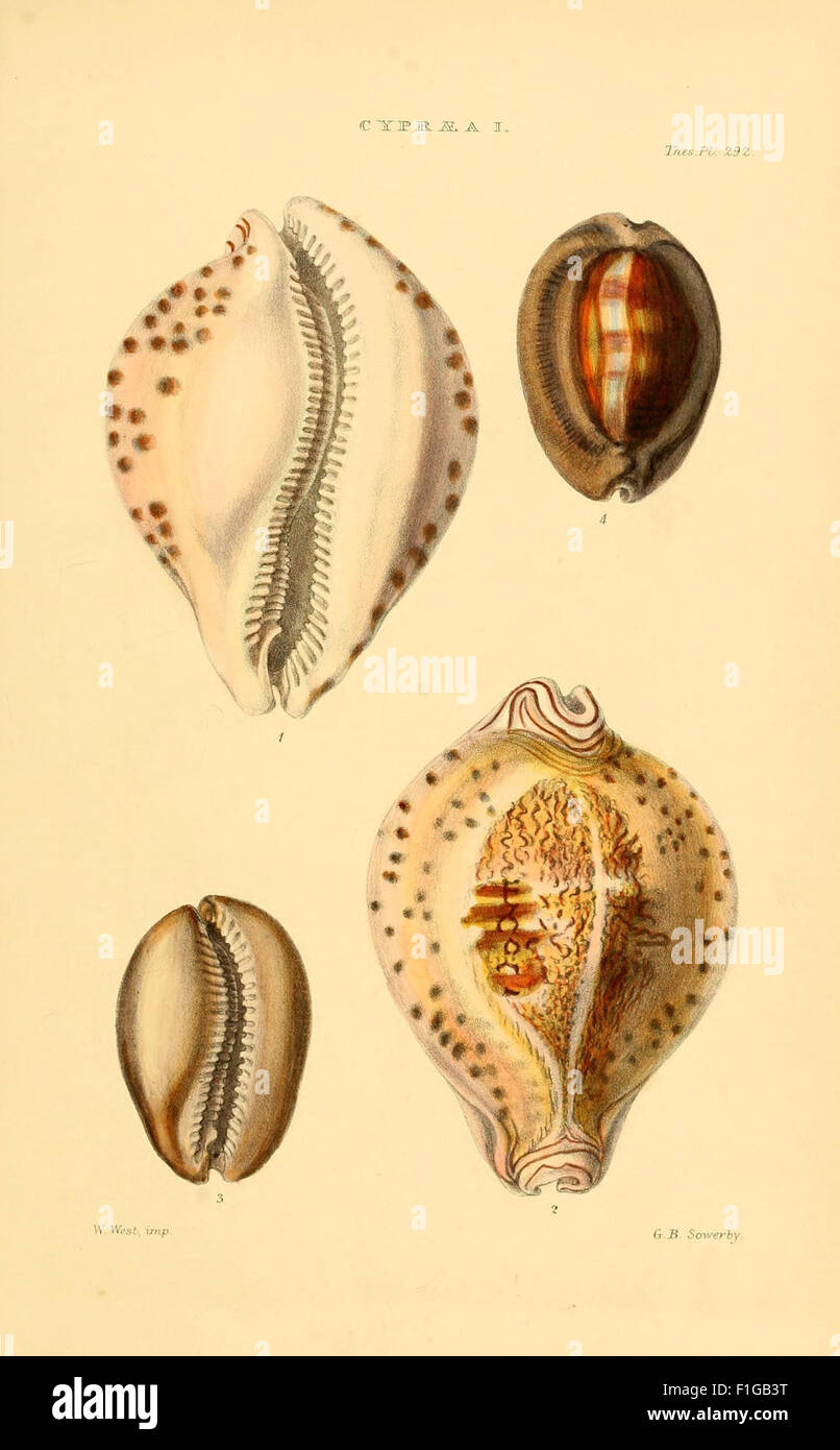 The “Thesaurus Conchyliorum” is a historic work featuring monographs on ...