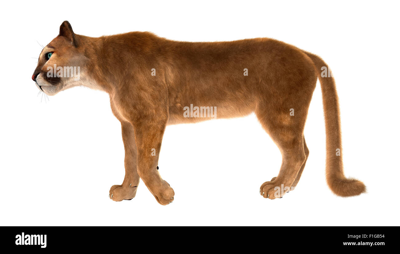 3D digital render of a big cat puma walking isolated on white ...