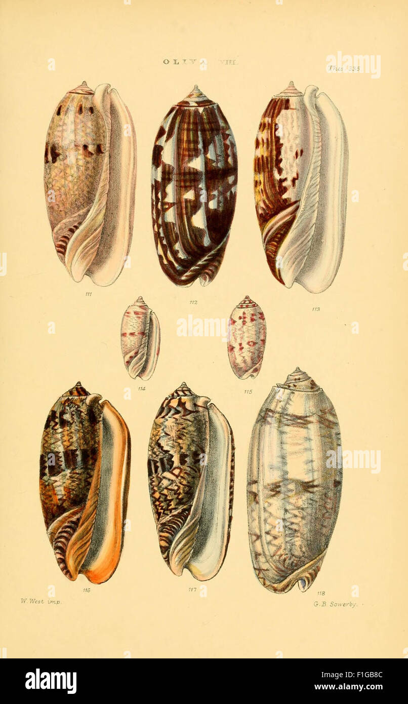 A detailed work on the genera of mollusk shells, featuring monographs ...