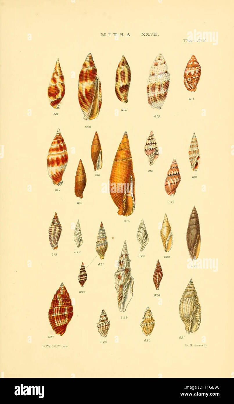 'Thesaurus Conchyliorum' is a comprehensive monograph on shell species ...