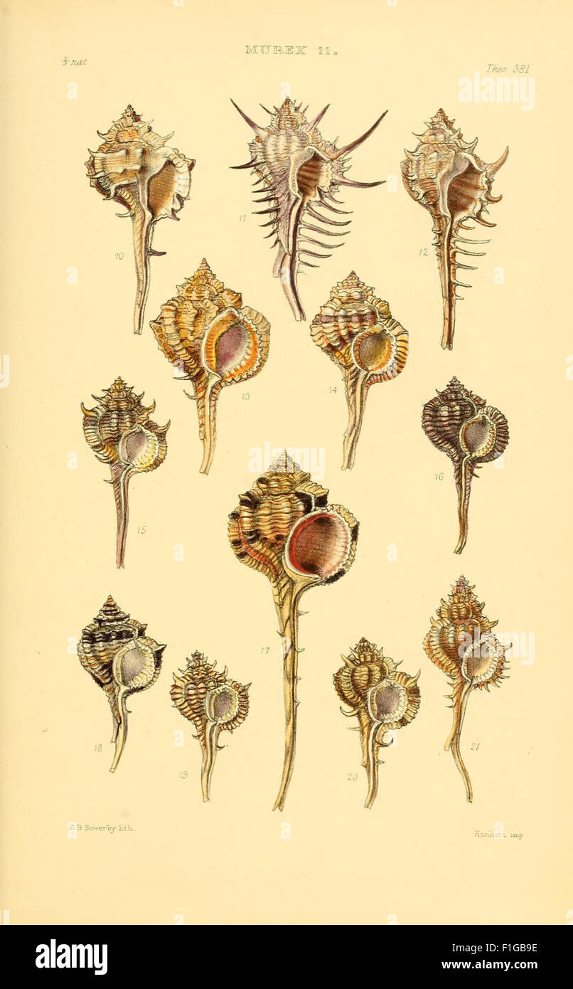 'Thesaurus Conchyliorum' is a monograph on the classification of shell ...