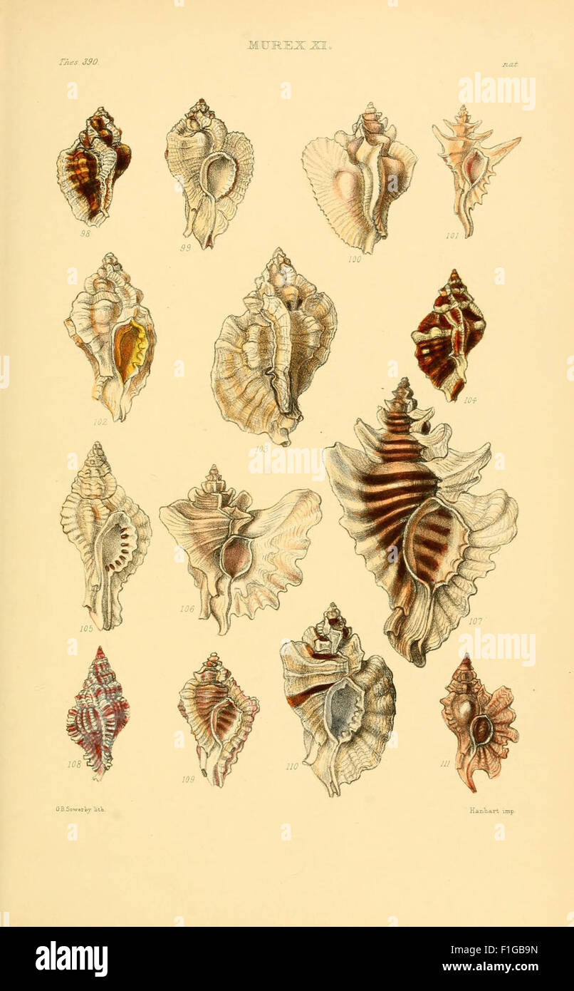 This work, 'Thesaurus Conchyliorum', offers monographs of various shell ...