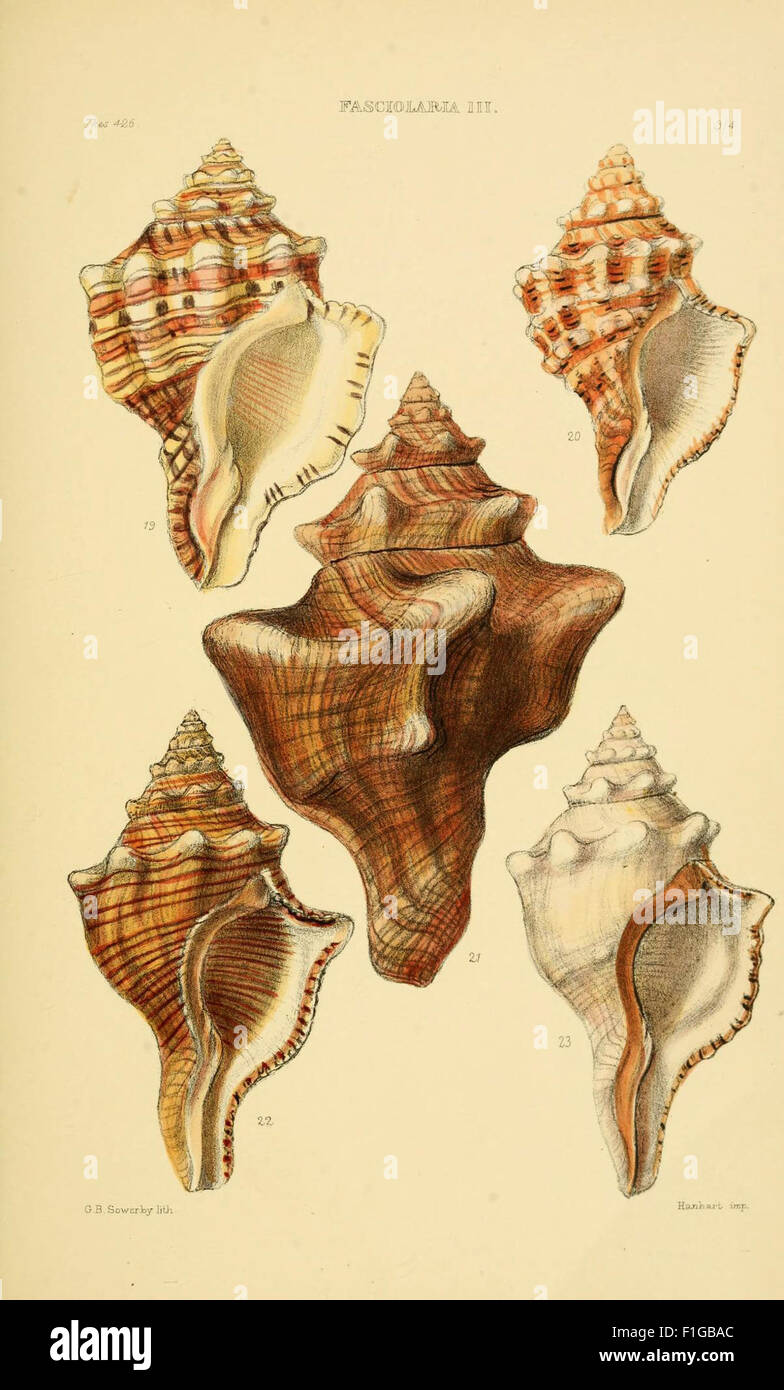 'Thesaurus Conchyliorum' is a detailed monograph focusing on shell ...